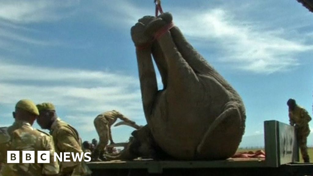 Kenya elephants: Operation to move big beasts begins - BBC News
