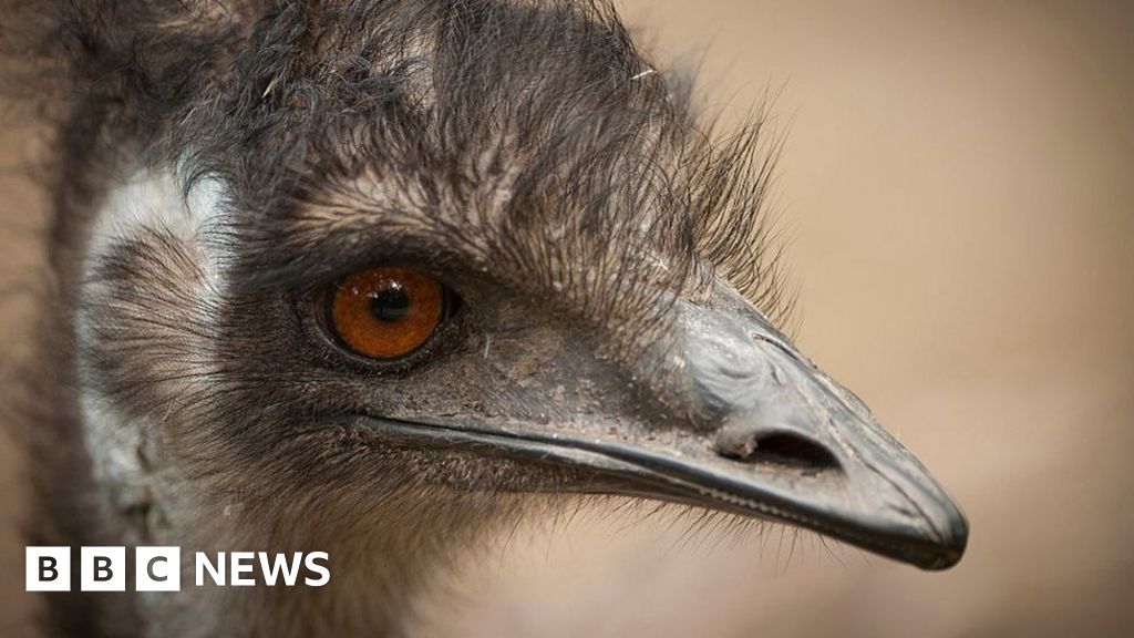 Escaped emu forces A1 motorway closure