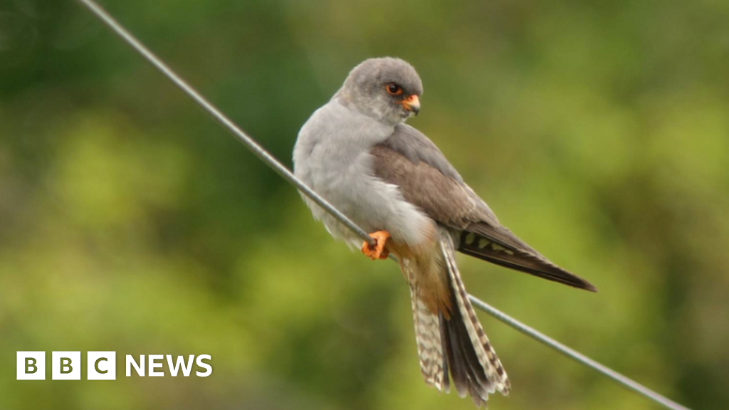 Red-footed falcon found shot dead in Whittlesey - BBC News