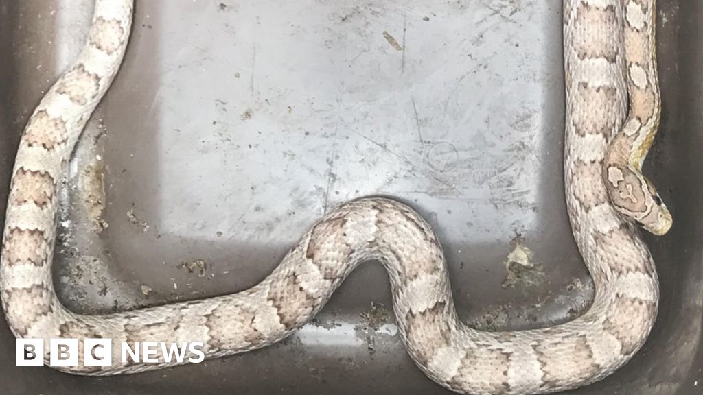 'Terrified' woman finds snake in Marlow kitchen drawer - BBC News