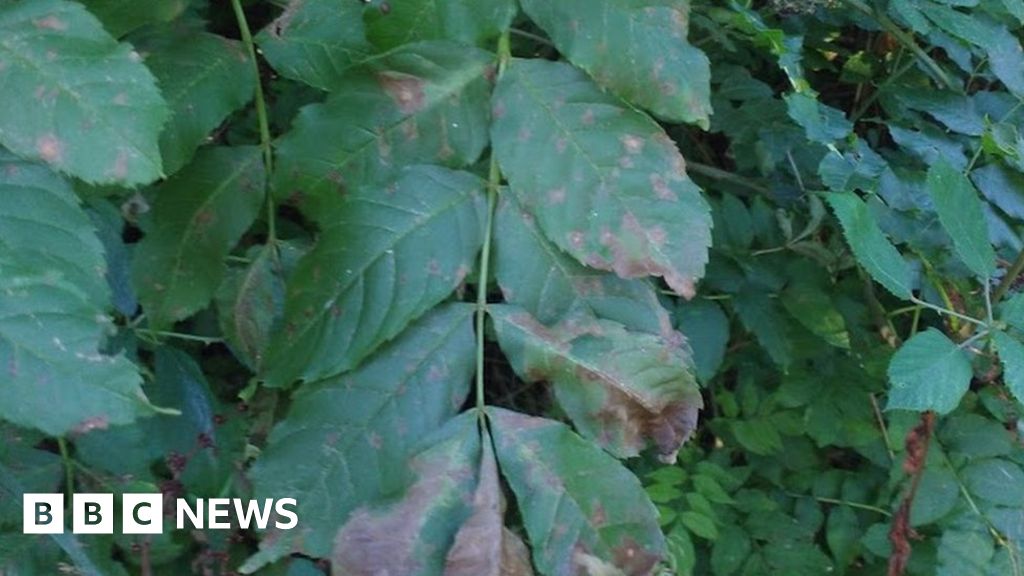 Ash tree remains part of Norfolk landscape despite fatal fungus - BBC News