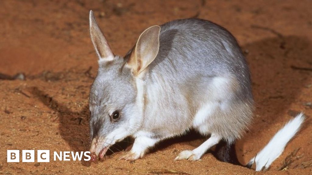 Australia releases rare marsupial bilby into the wild in NSW - BBC News