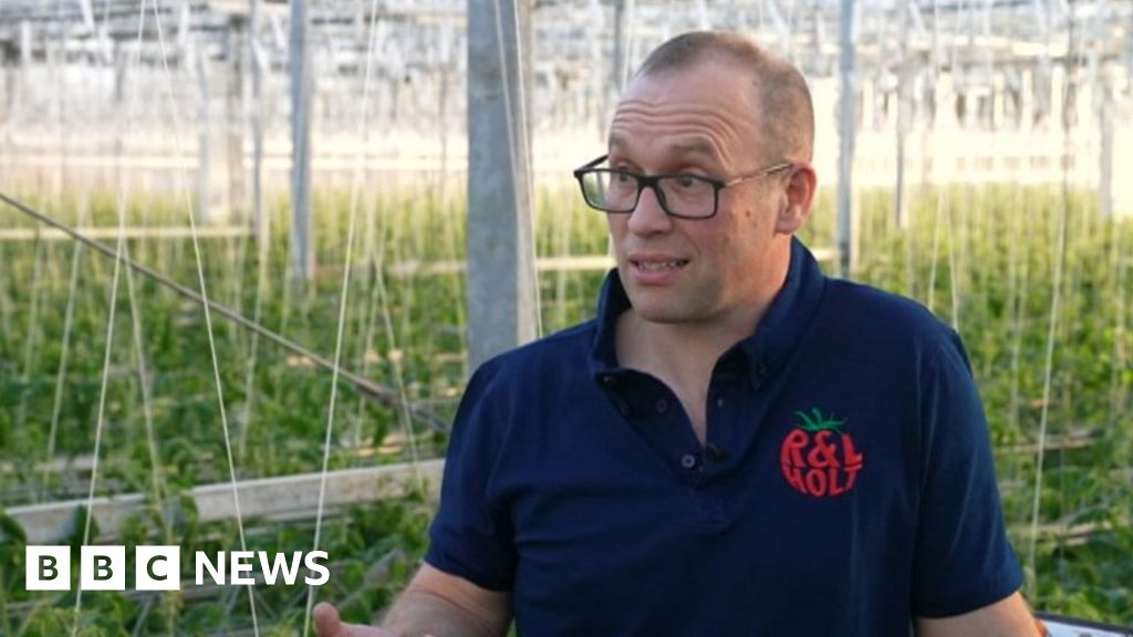Lights go off for Evesham tomato grower to save money - BBC News