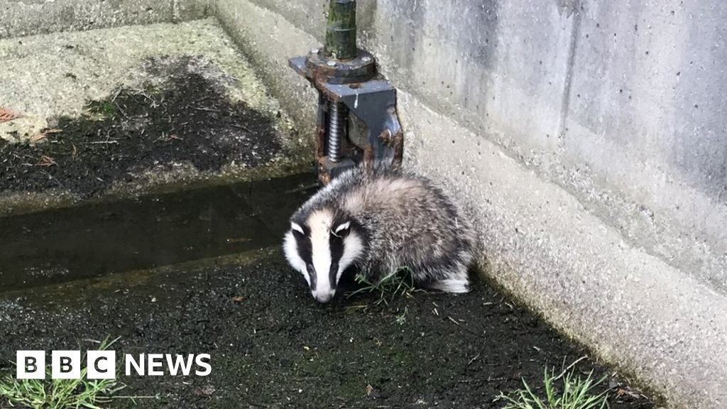 Worcester RSPCA rescue badger from six metre concrete pit - BBC News