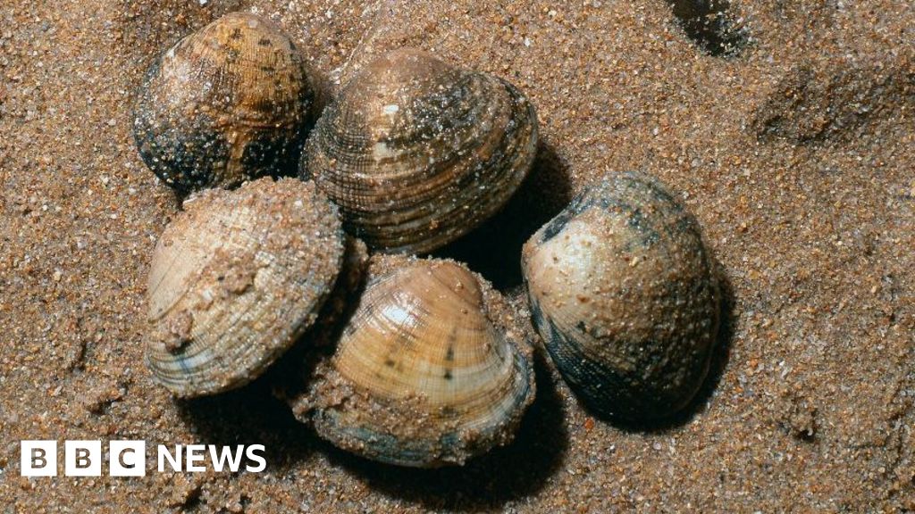 Poole Harbour oil leak: Shellfish farms reopen - BBC News