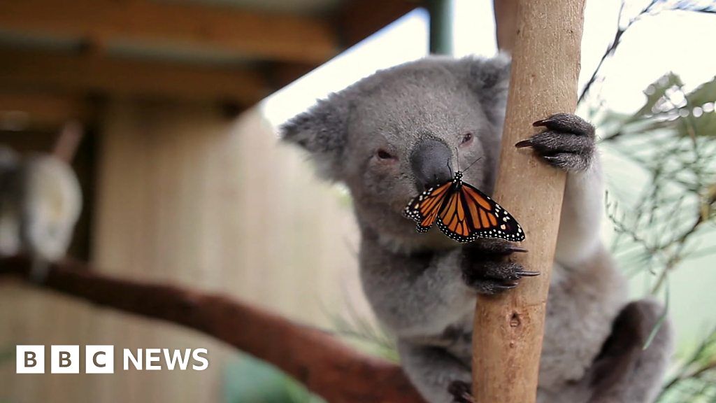 🐨 makes a friend - BBC News