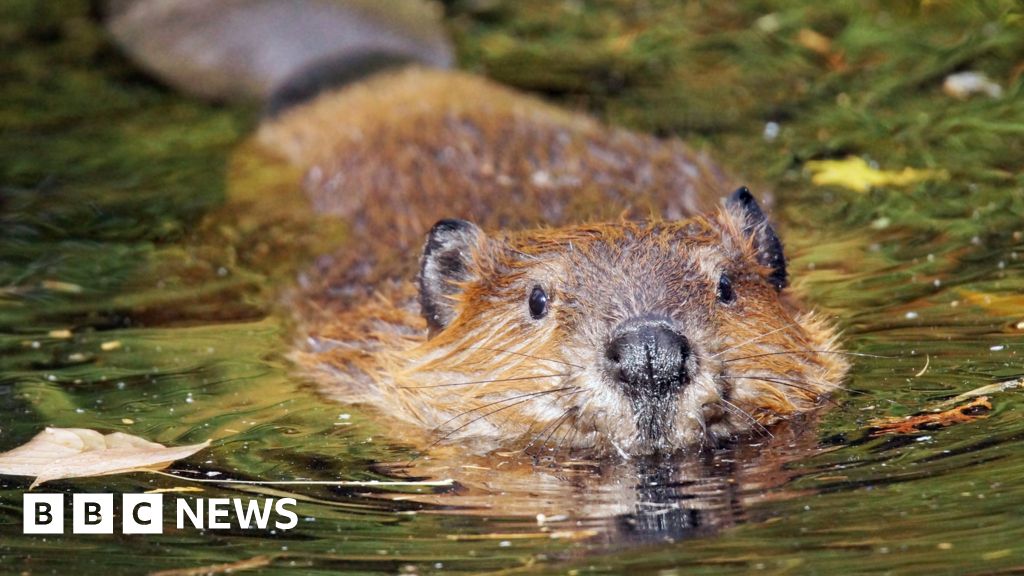 Beavers will return to the Forest of Dean for first time in 400 years