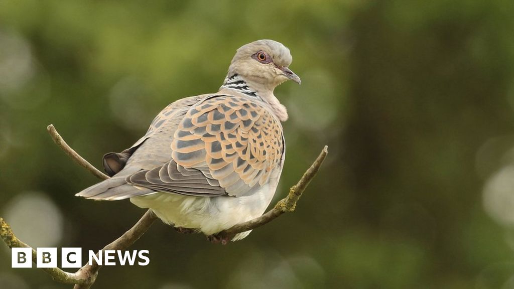 Maldon turtle dove conservation zone set up