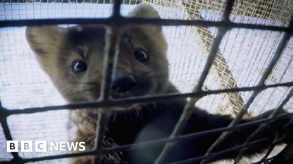 Inside a Russian fur farm - BBC News