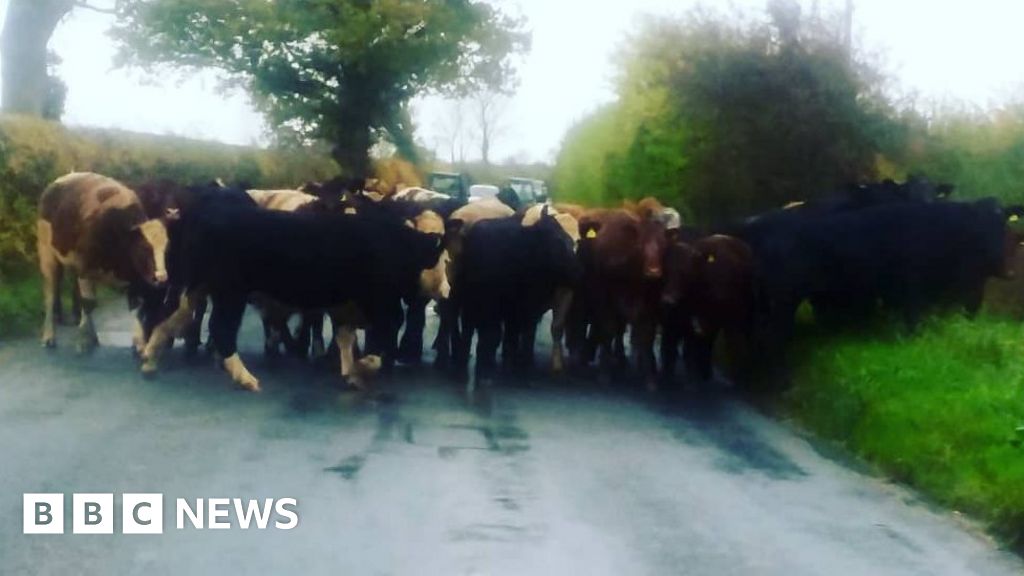 'Udder chaos' as 85 cattle escape field in Suffolk - BBC News