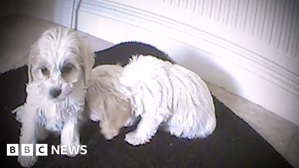 BBC Scotland Investigates the ruthless world of the dog trade - BBC News