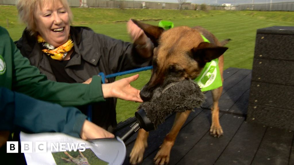 MSP launches bill to stop irresponsible dog breeding - BBC News