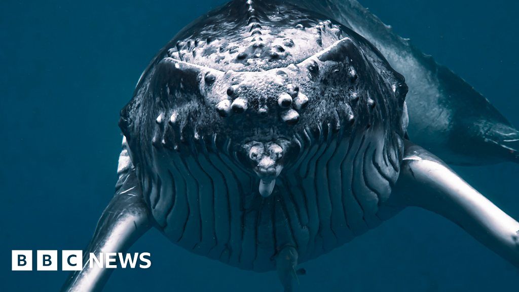 The Antarctic and Arctic sounds rarely heard before - BBC News