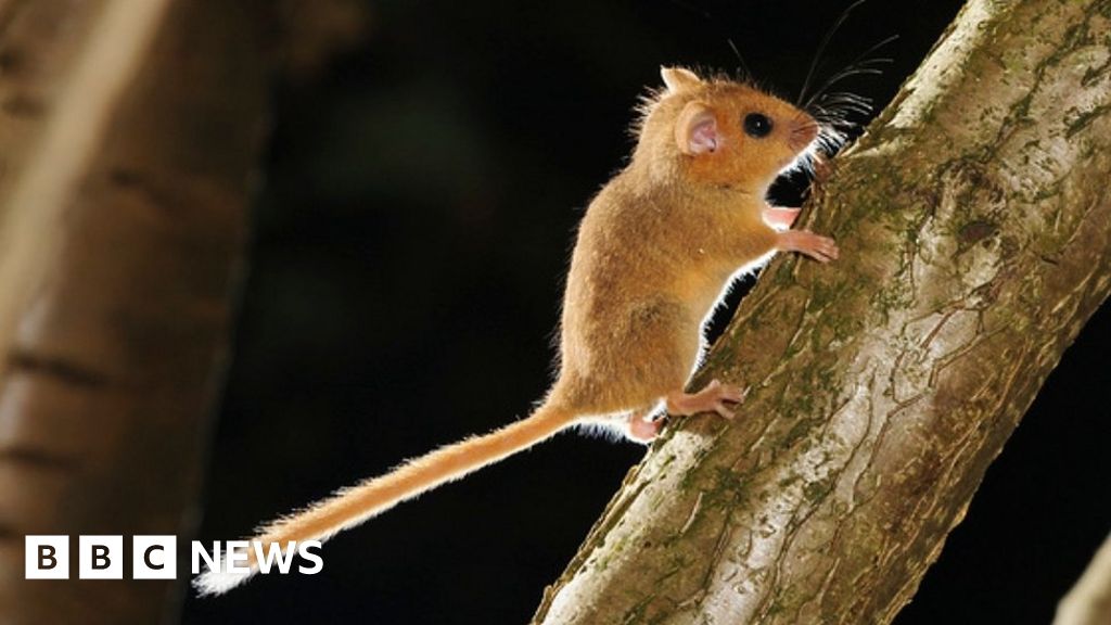 ‘False autumn’ may 'spell trouble for Devon wildlife'