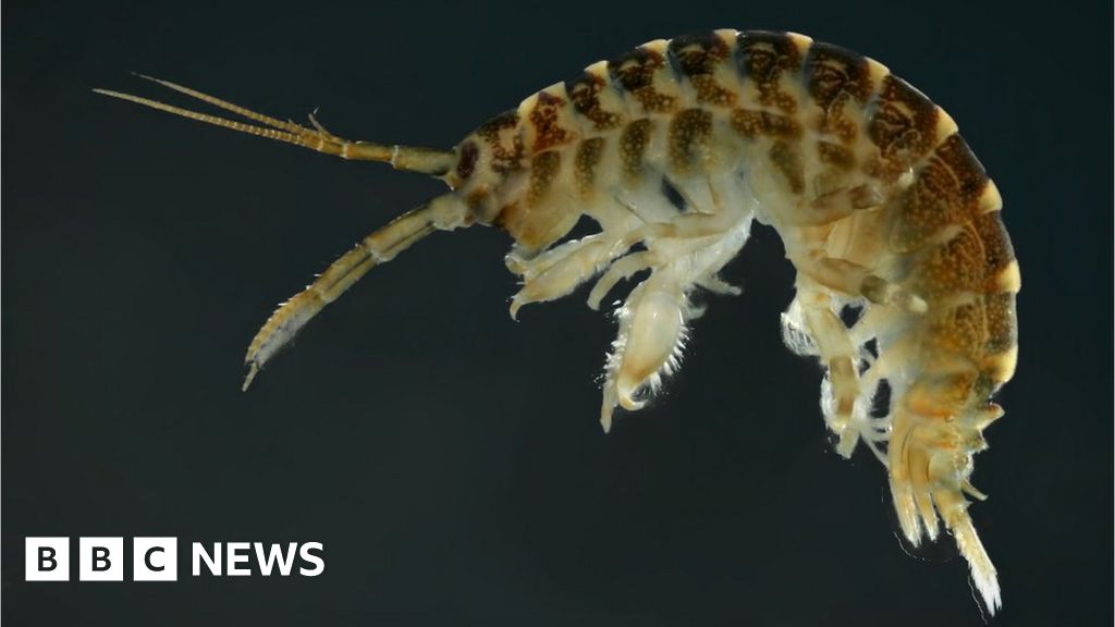 'Fear' of killer shrimp may threaten rivers - BBC News