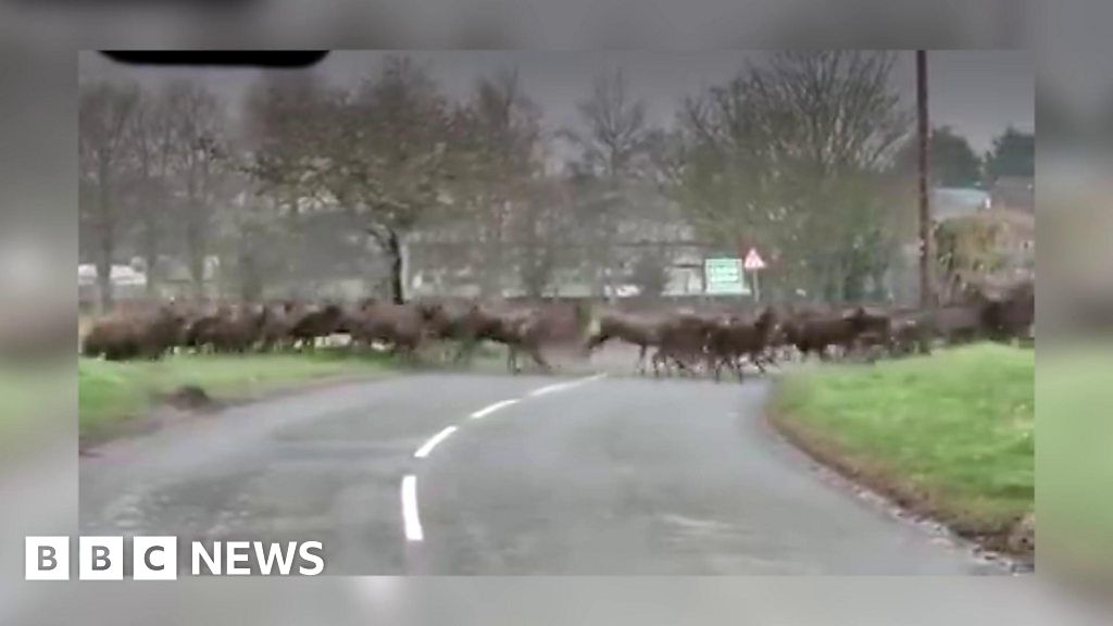 Norfolk deer herd crossing road holds up coastguard patrol - BBC News