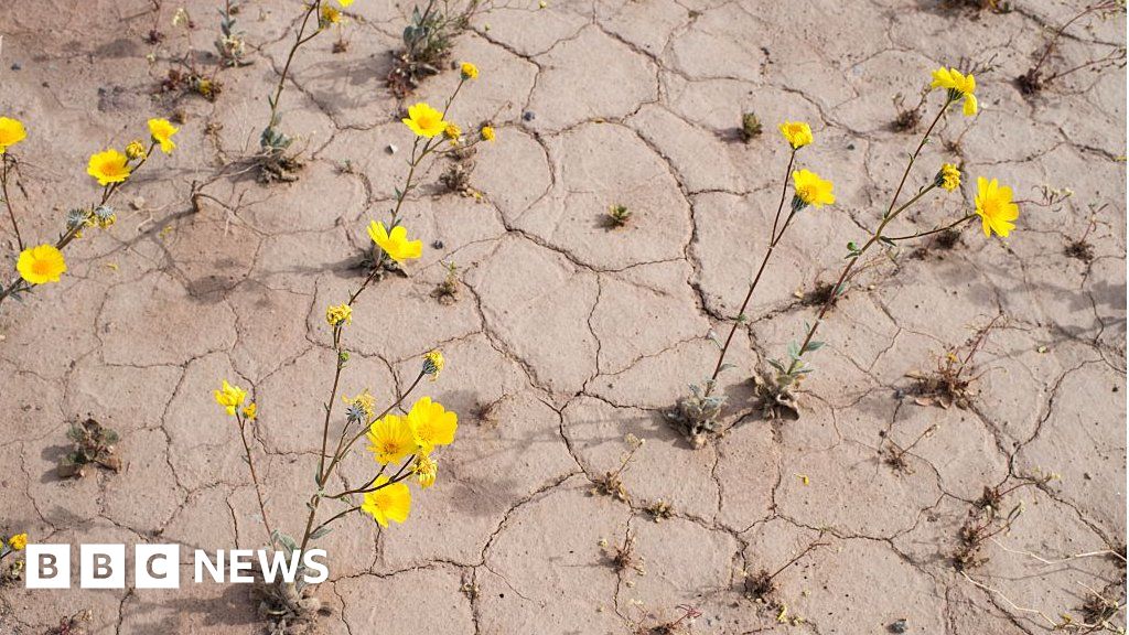 California's drought is over. Now what? - BBC News