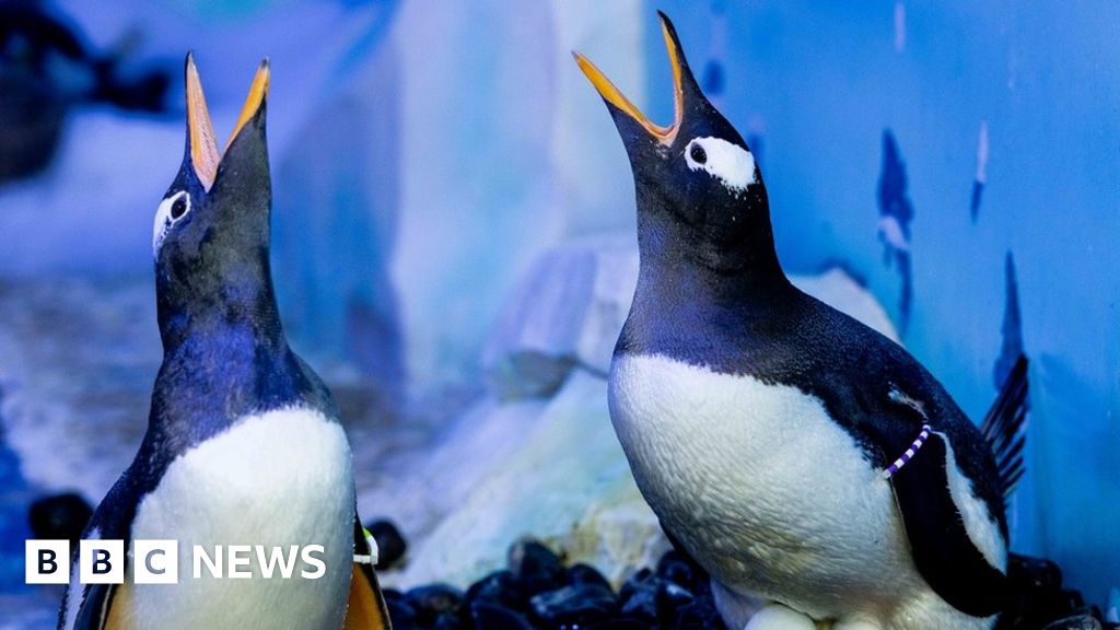 Penguins: Same-sex couples formed at London aquarium - BBC News