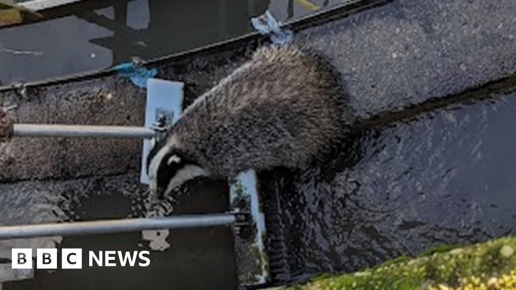 'Lucky' badger rescued after Neston sewage tank tumble - BBC News