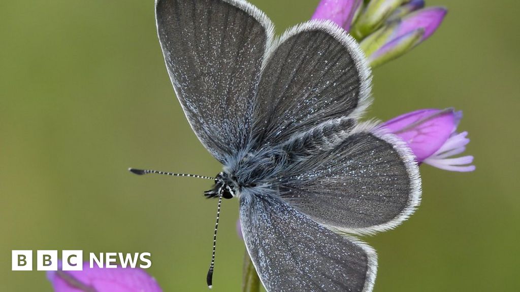 Dorset butterfly banks created for small blue butterfly - BBC News