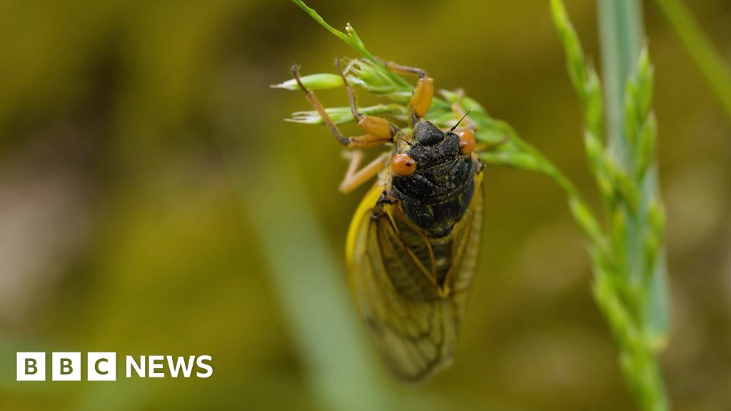 Cicadas: What to know about the 'remarkable' and noisy bugs