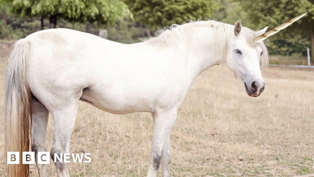Where do unicorns go to university? - BBC News