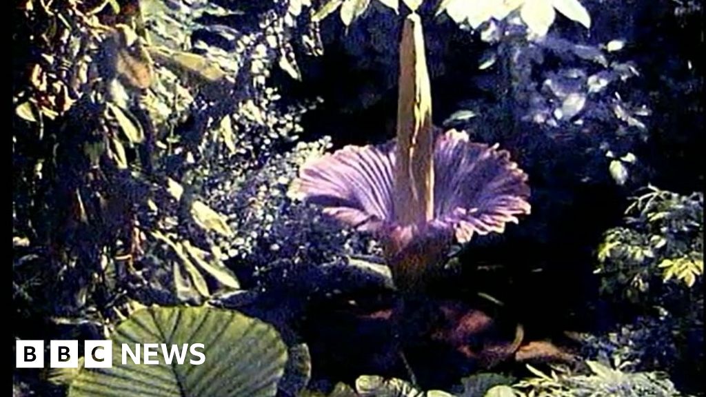 'Rotting flesh' flower blooms in timelapse film - BBC News