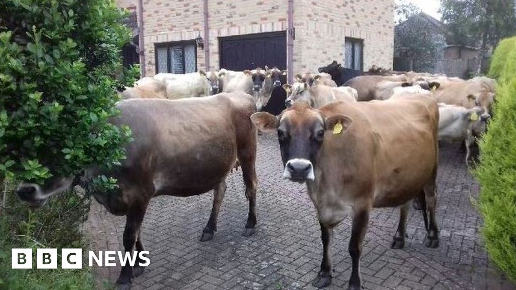 Mooed awakening as cows 'invade street' in Maulden