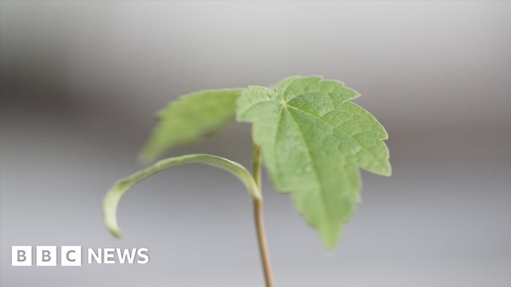 Watch: Seedlings from Sycamore Gap tree sprout up - BBC News