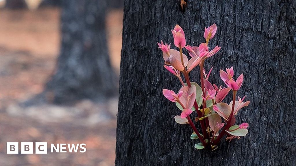 Australia fires: Plants photographed regrowing in ashes - BBC News