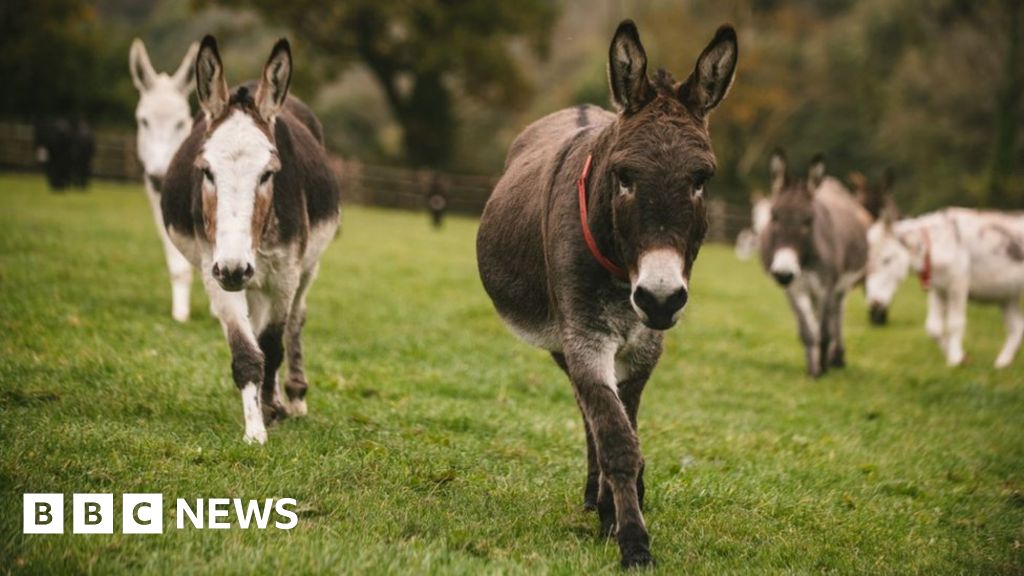 Equine flu: Donkey charity closes centres to the public