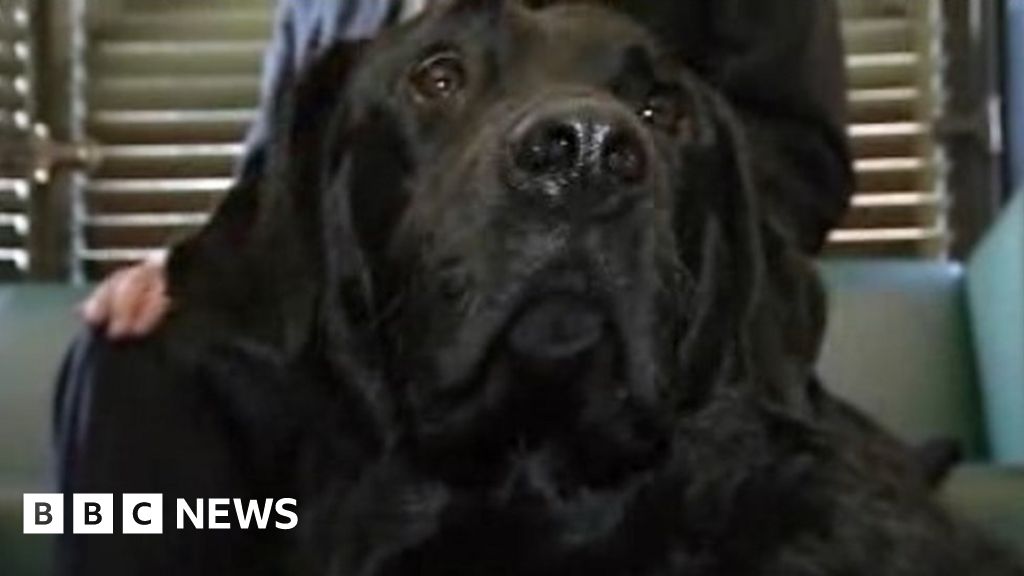 Lord Blunkett 'heartbroken' by guide dog Cosby's death - BBC News