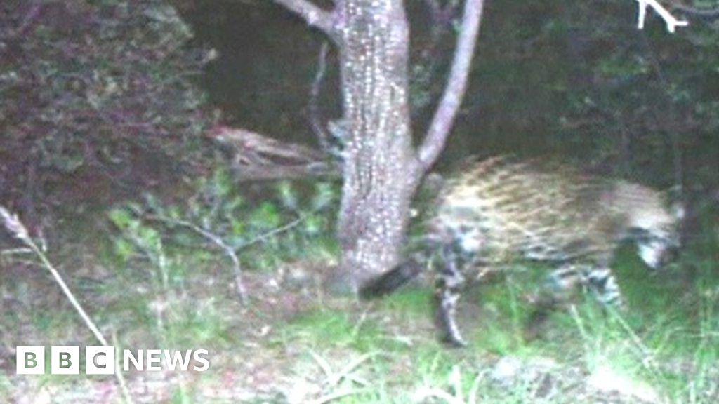 US jaguar filmed on camera - BBC News