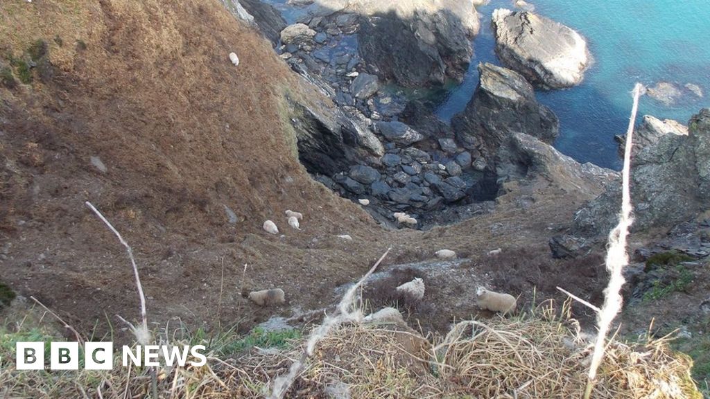 Pembrokeshire sheep cliff rescue 'will take days' - BBC News