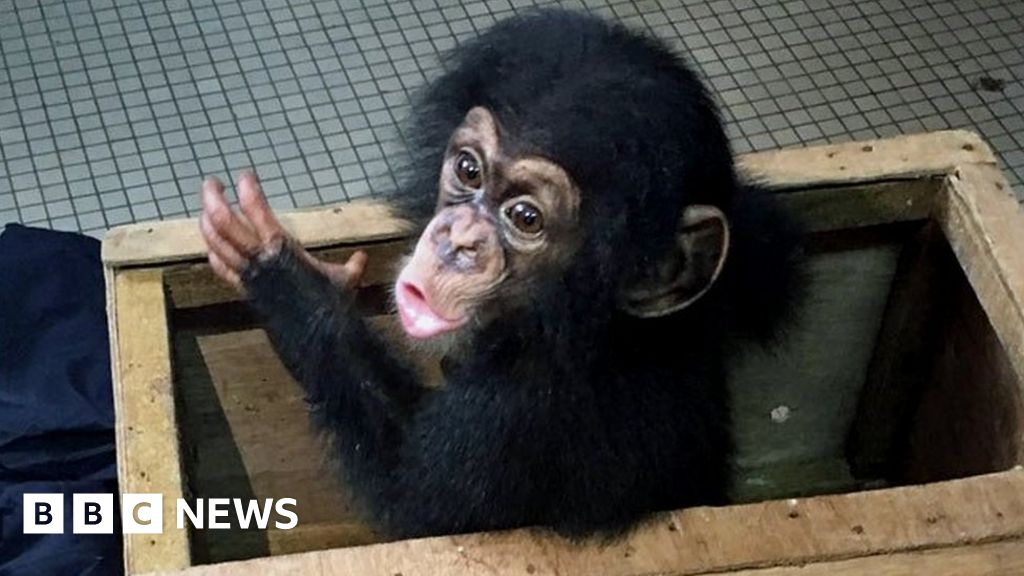The secret trade in baby chimps - BBC News
