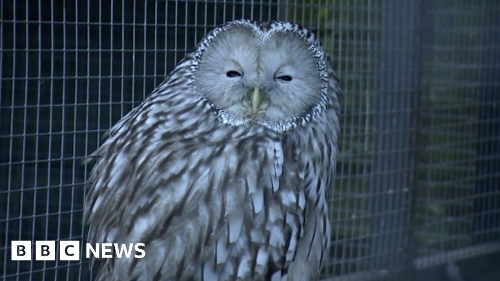 Escaped owl recaptured after two weeks away. - BBC News