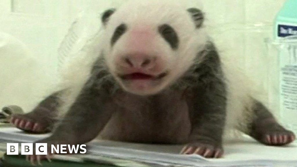 It's tough being a giant panda cub - BBC News