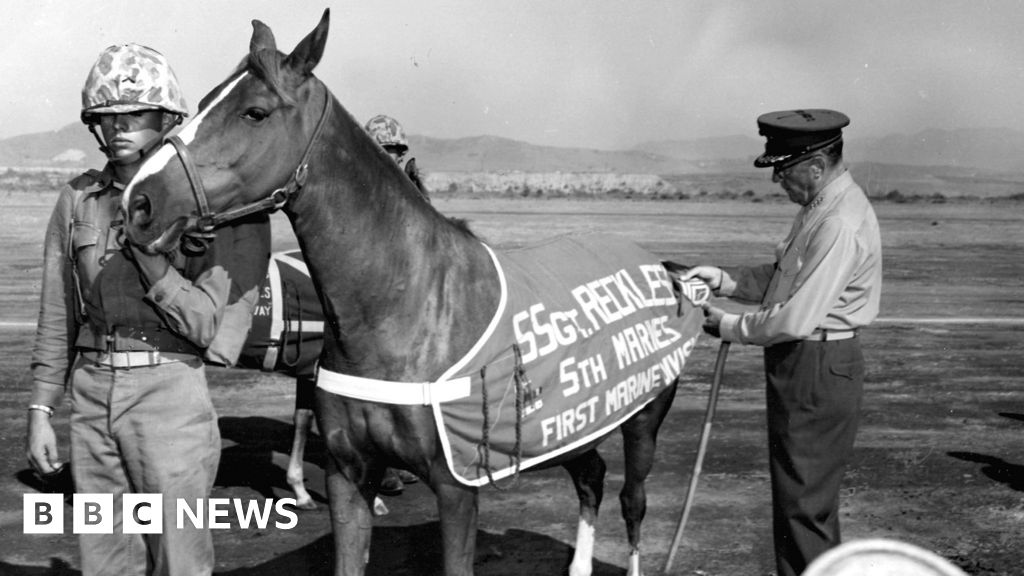 War horse Sergeant Reckless has finally been honoured for her bravery ...