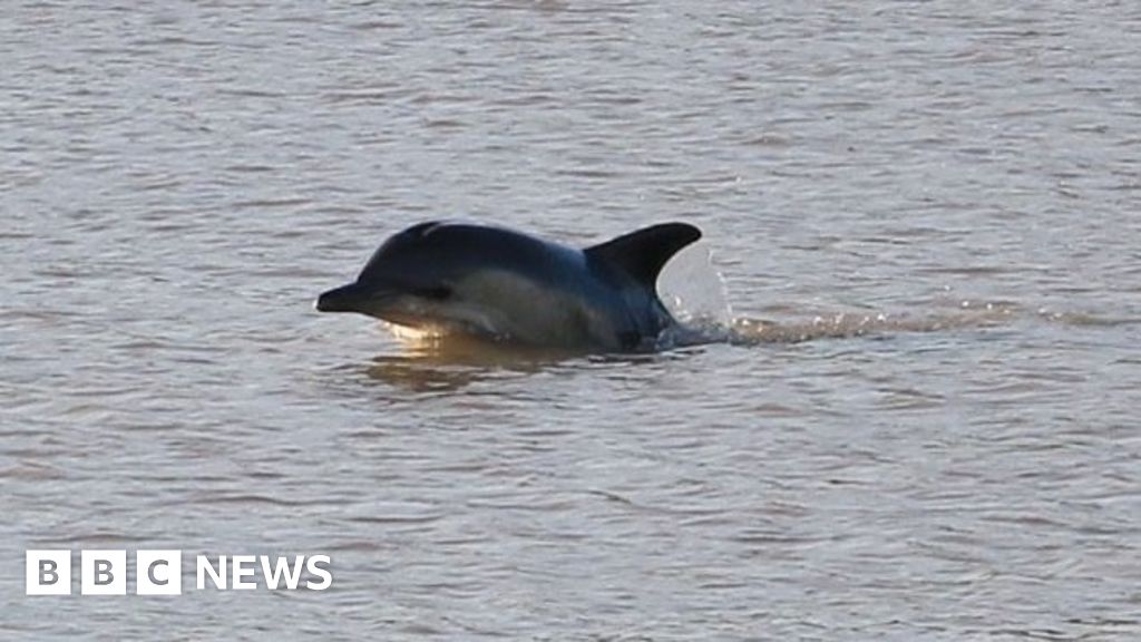 Trapped dolphin rescued from Sharpness Port - BBC News