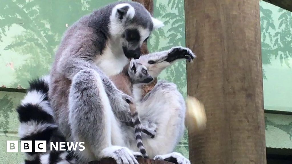 Twin lemurs give birth within days at Bristol Zoo