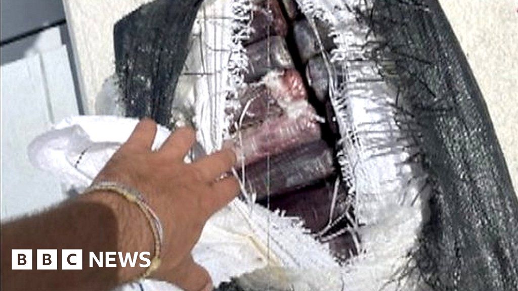 Tampa mayor finds 70lb of cocaine on fishing trip - BBC News
