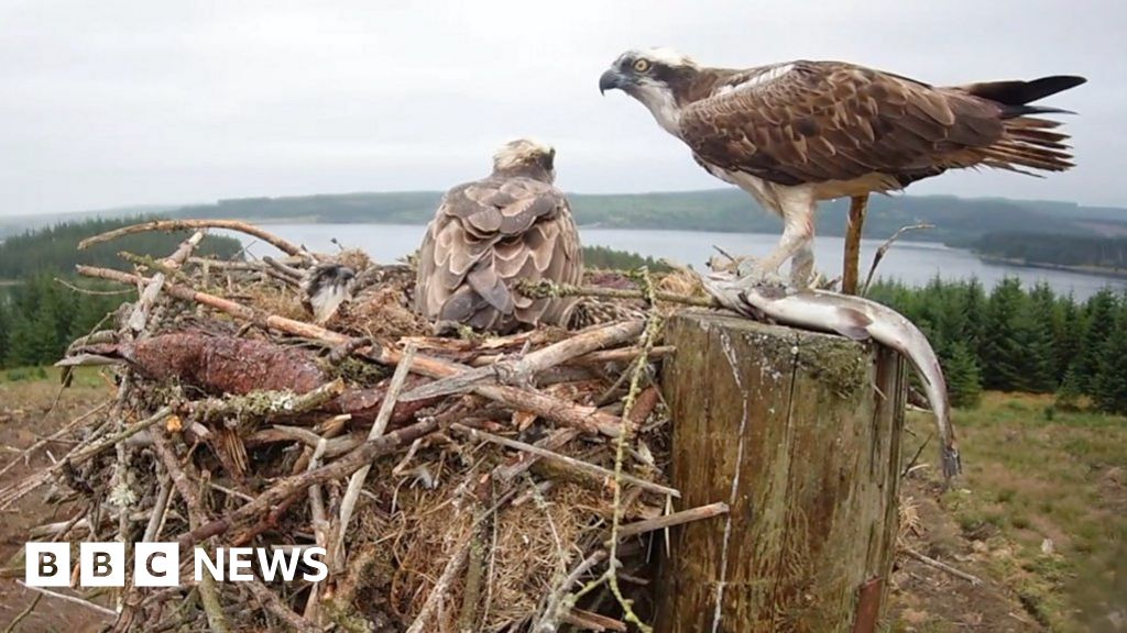 Kielder Forest Osprey nests can be watched 24 hours a day