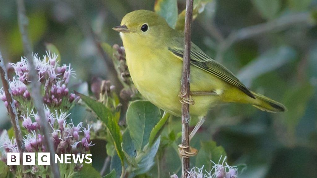Video shows 'first American Yellow Warbler sighting in England' - BBC News