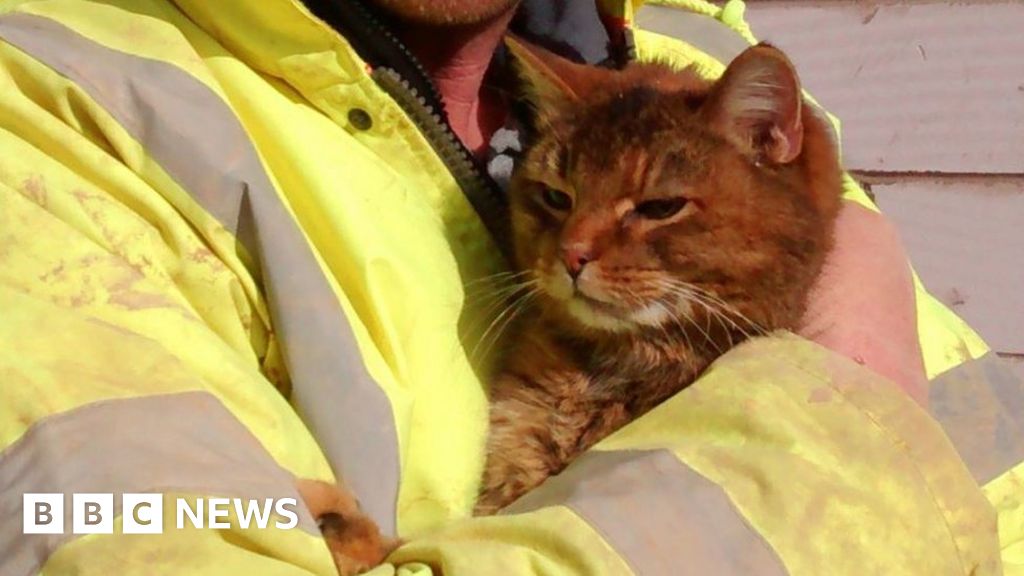 Corby cat trapped in concrete floor for three weeks - BBC News