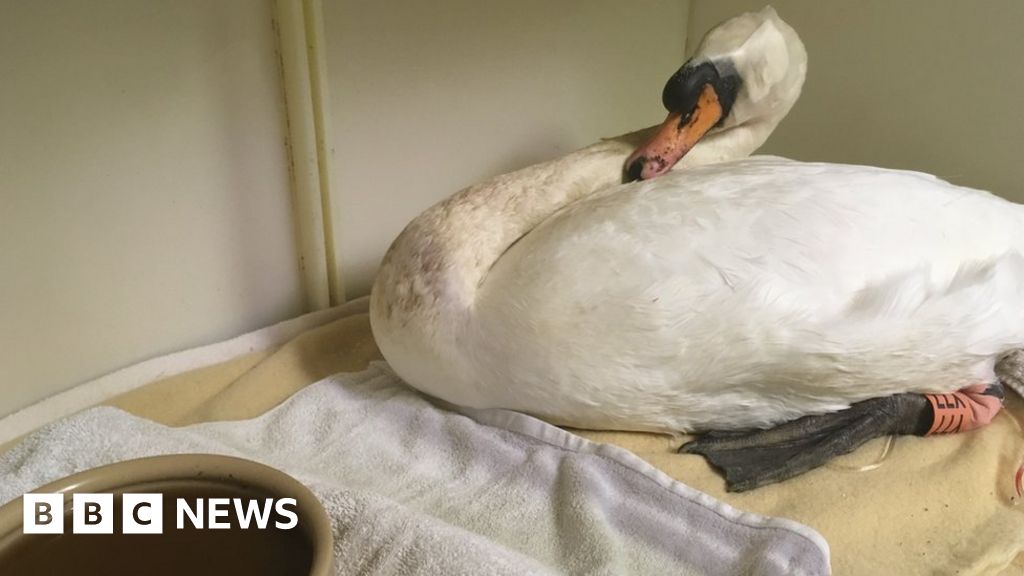 £3k raised to fund treatment for Cheltenham crossbow-shot swan - BBC News