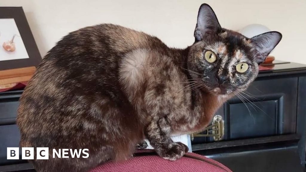 Missing cat found 140 miles from Bristol home - BBC News