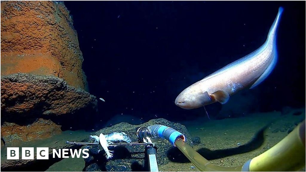 Deepest parts of Earth's oceans mapped in detail - BBC News