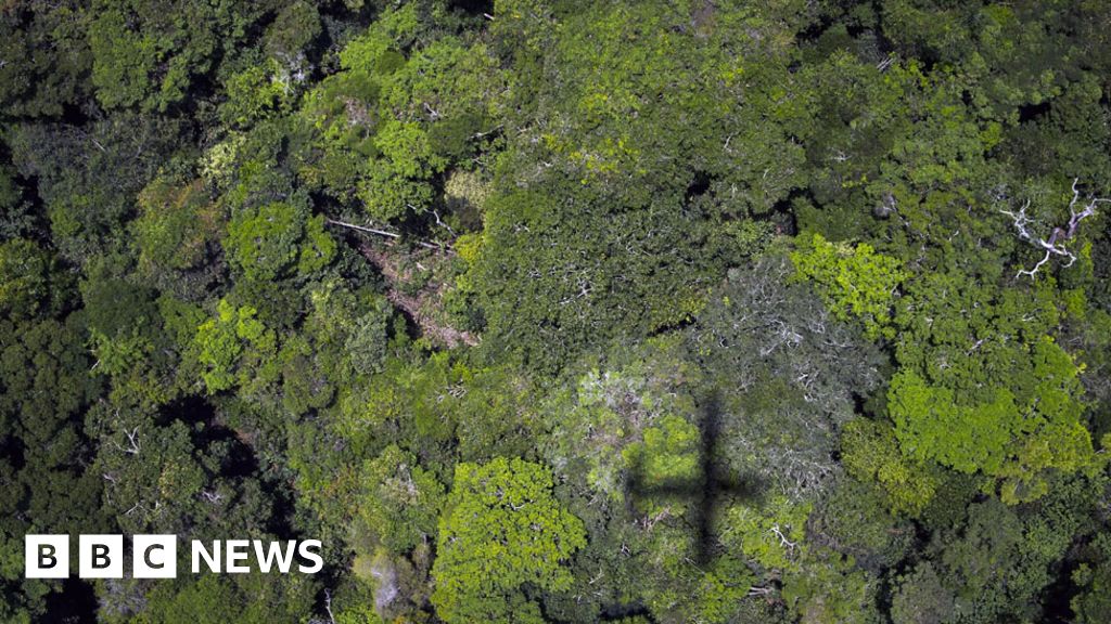 Welsh charity helps protect part of Amazon rainforest - BBC News