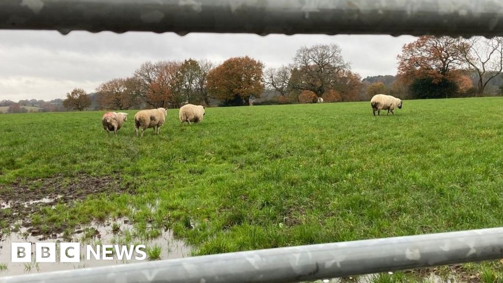 Rare Derbyshire Gritstone sheep dies after suspected dog attack - BBC News