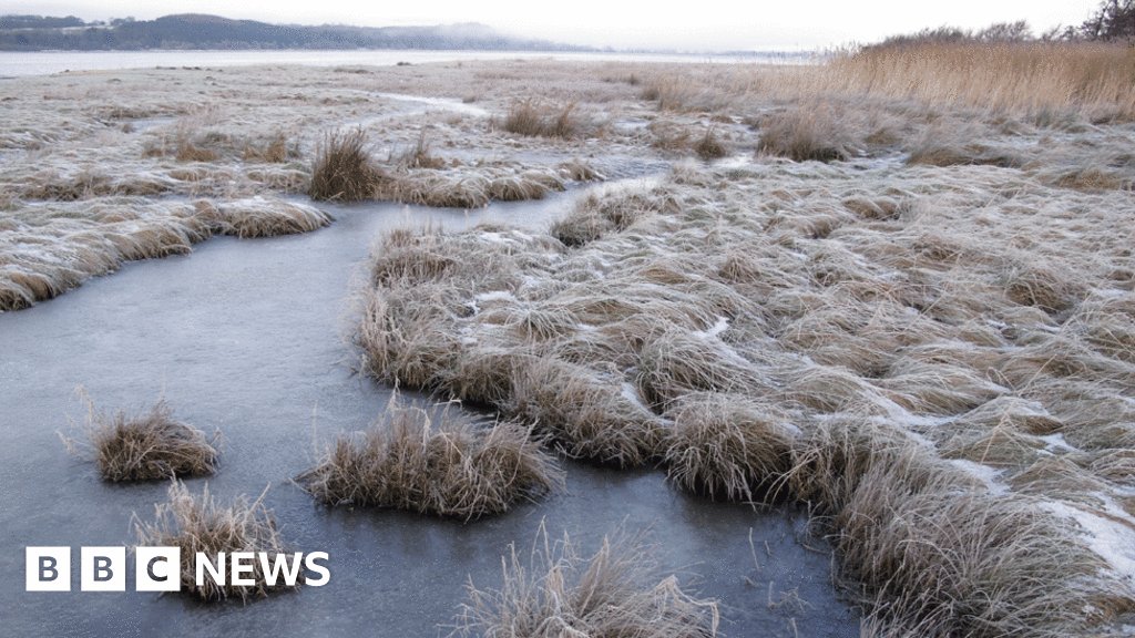 Scotland's saltmarshes mapped for first time - BBC News